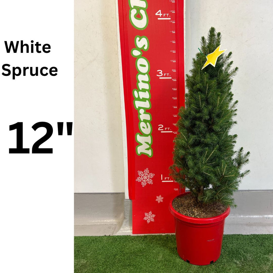Live Potted Christmas trees – Merlino's Christmas Trees
