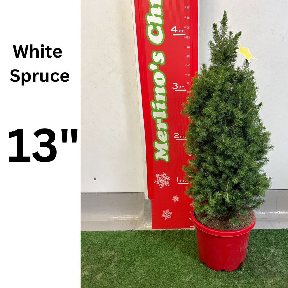 Live Potted Christmas trees – Merlino's Christmas Trees
