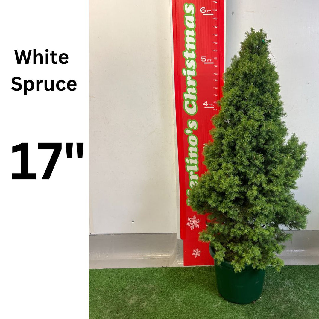 Live Potted Christmas trees – Merlino's Christmas Trees