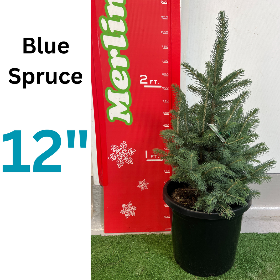 Live Potted Christmas trees – Merlino's Christmas Trees