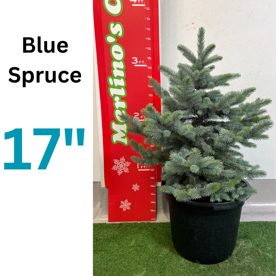 Blue Spruce Potted Christmas Tree – Merlino's Christmas Trees