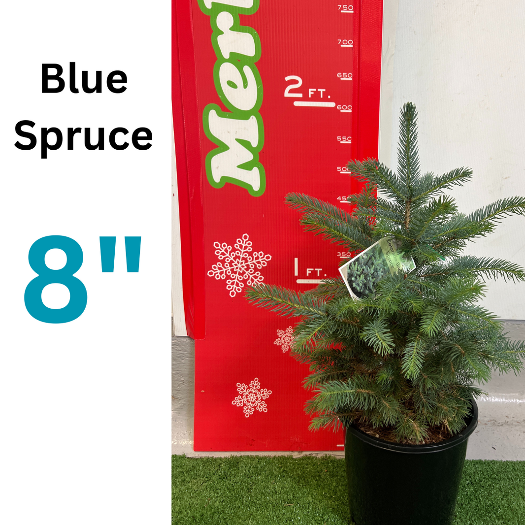 Blue Spruce Potted Christmas Tree – Merlino's Christmas Trees
