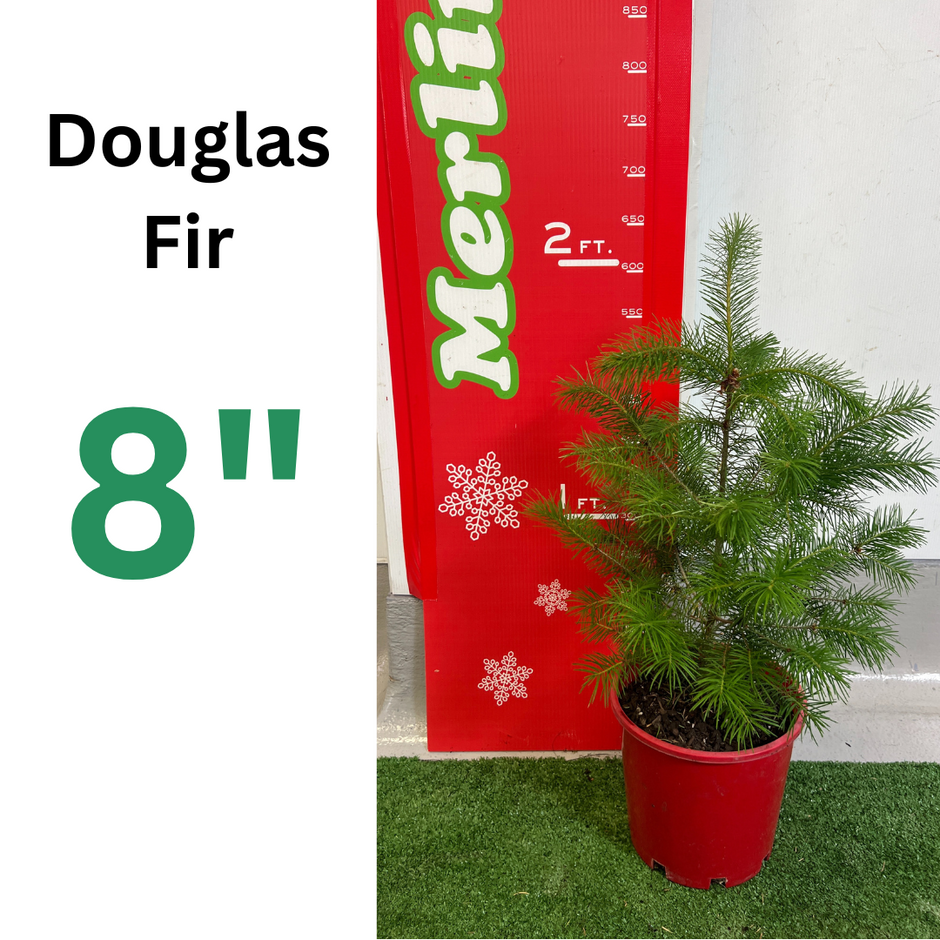 Live Potted Christmas trees – Merlino's Christmas Trees