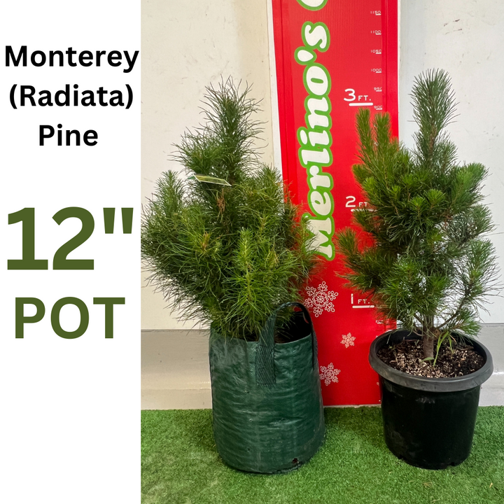 Live Potted Christmas trees – Merlino's Christmas Trees
