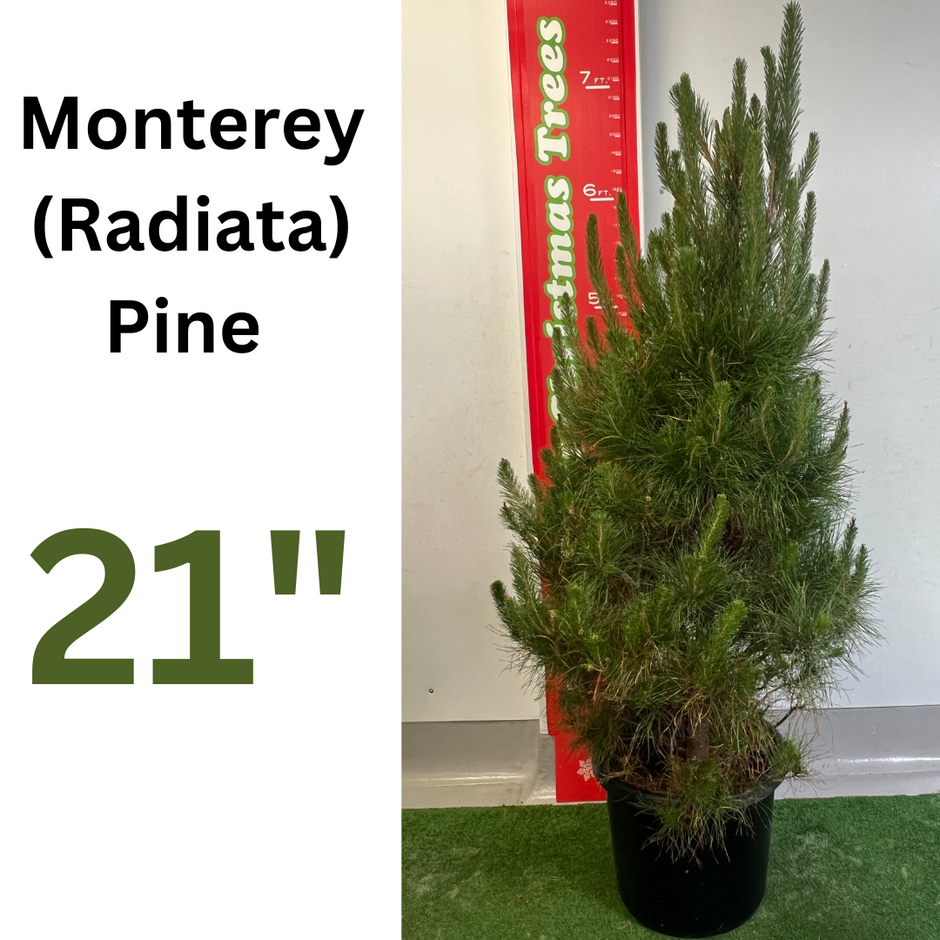 Monterey Pine (Pinus Radiata) – Merlino's Christmas Trees