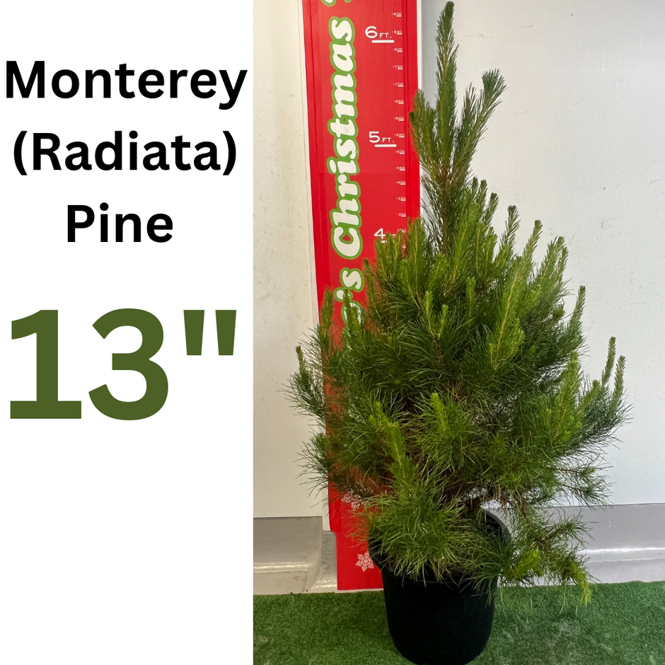 Live Potted Christmas trees – Merlino's Christmas Trees