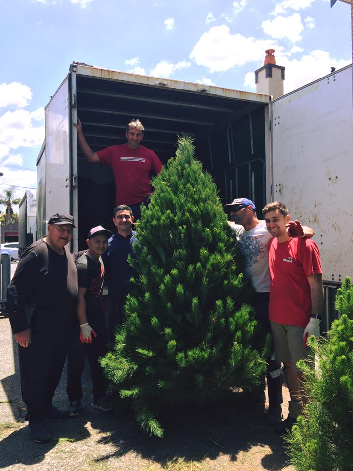 Real Christmas Trees in Sydney – Merlino's Christmas Trees