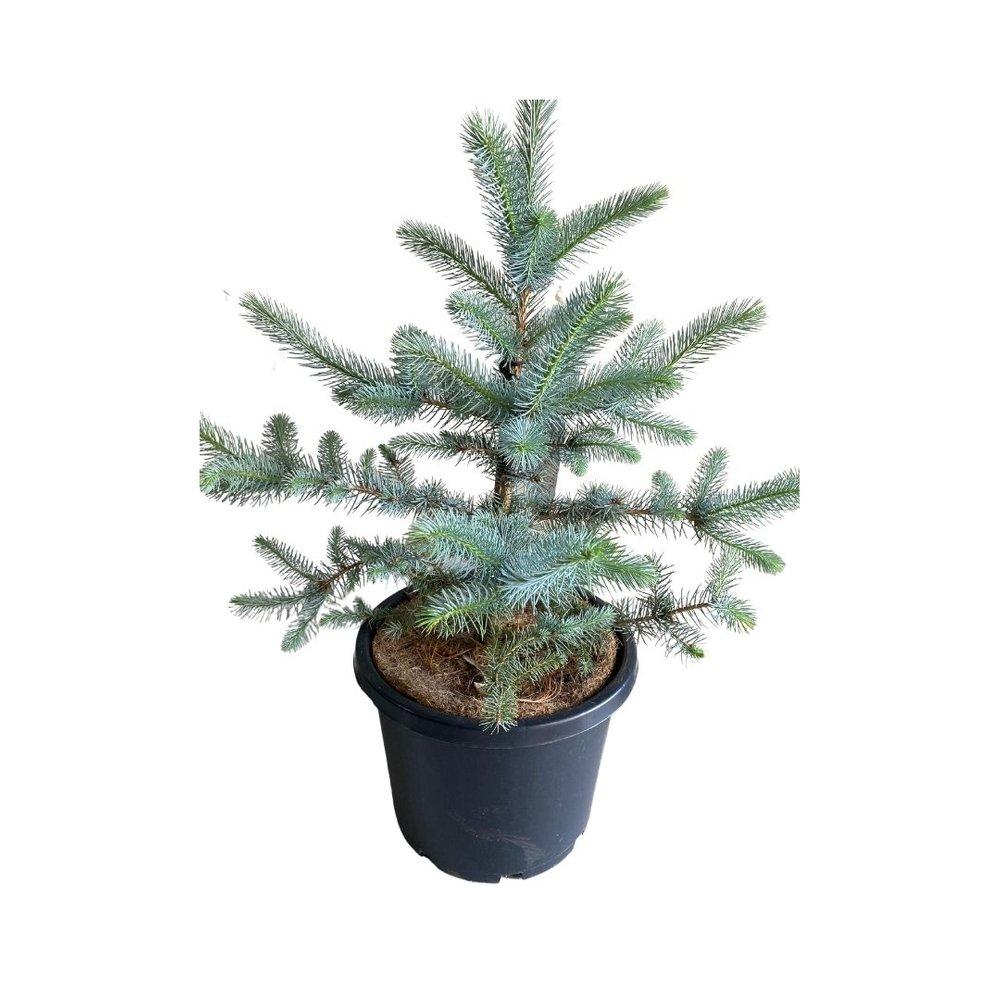 6" 140mm Blue spruce potted Christmas tree – Merlino's Christmas Trees