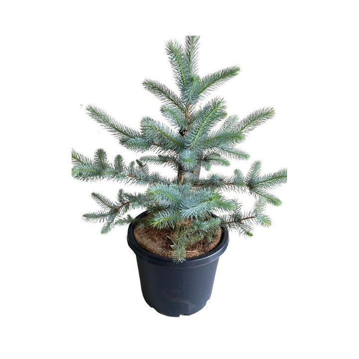 Live Potted Christmas trees – Merlino's Christmas Trees